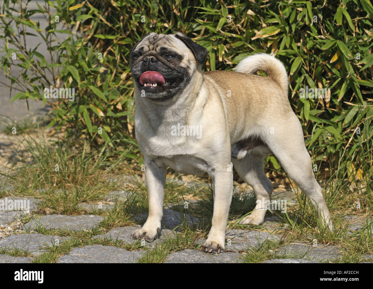 Pug (Canis lupus f. familiaris), portrait of a single animal Stock ...