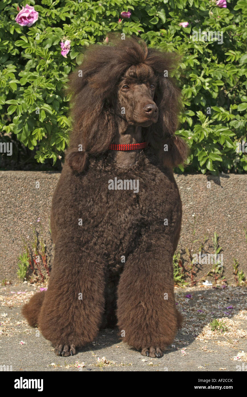Giant Poodle (Canis lupus f. familiaris), single animal Stock Photo - Alamy