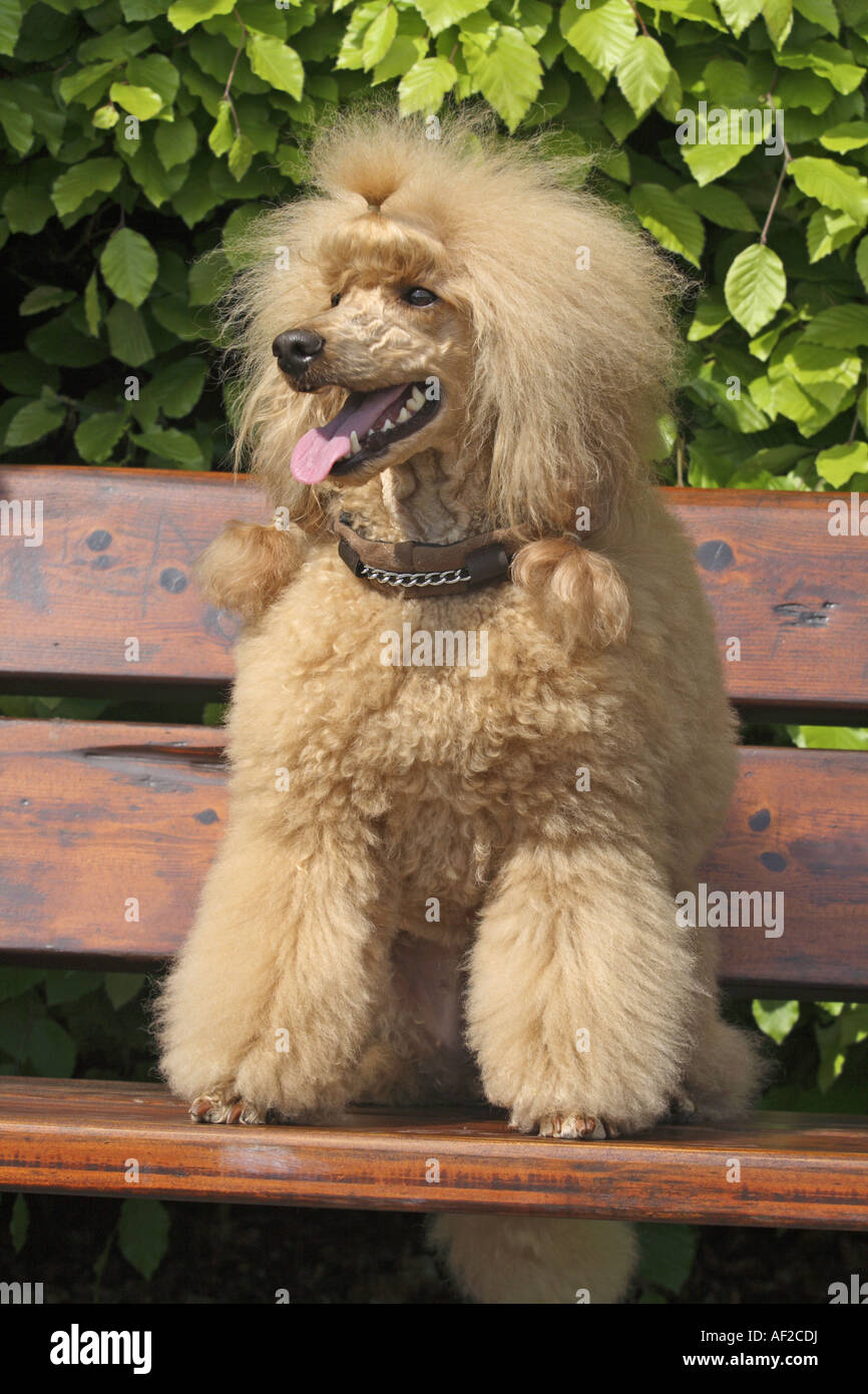 Medium size Poodle (Canis lupus f. familiaris), single animal sitting ...