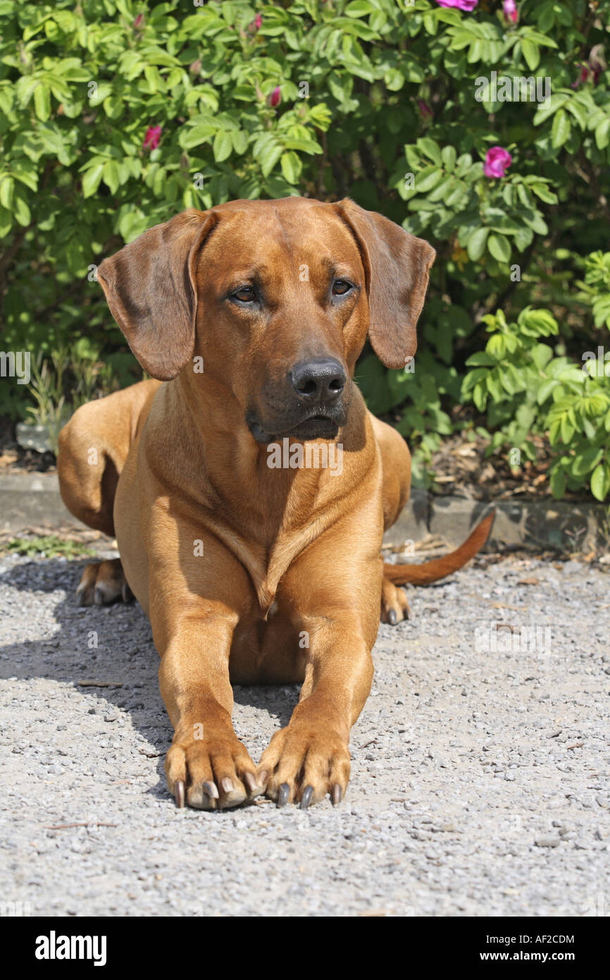 Rhodesian Ridgeback (Canis lupus f. familiaris), single animal Stock ...