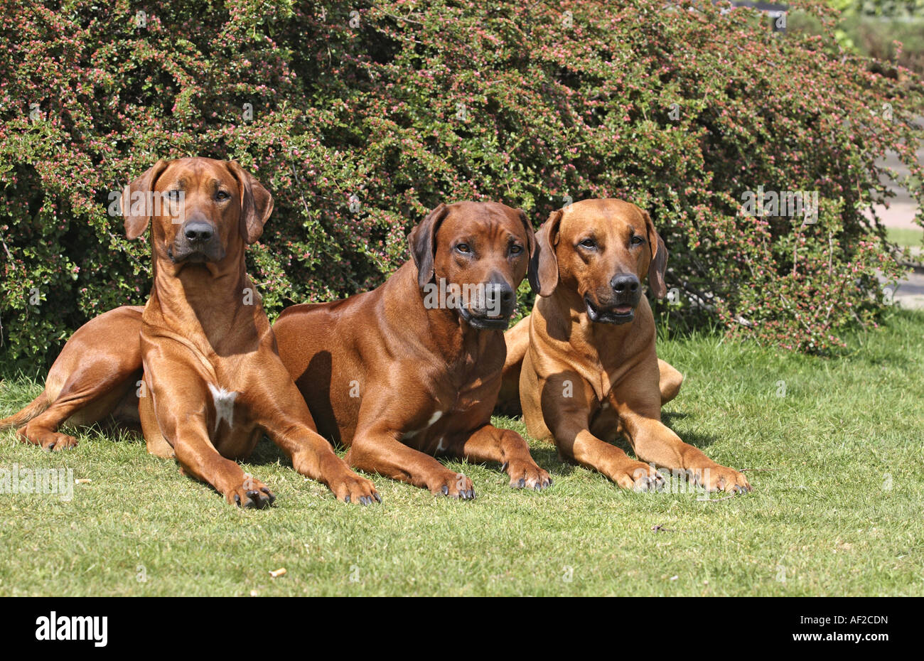 Rhodesian Ridgeback (Canis lupus f. familiaris), three animals lying ...