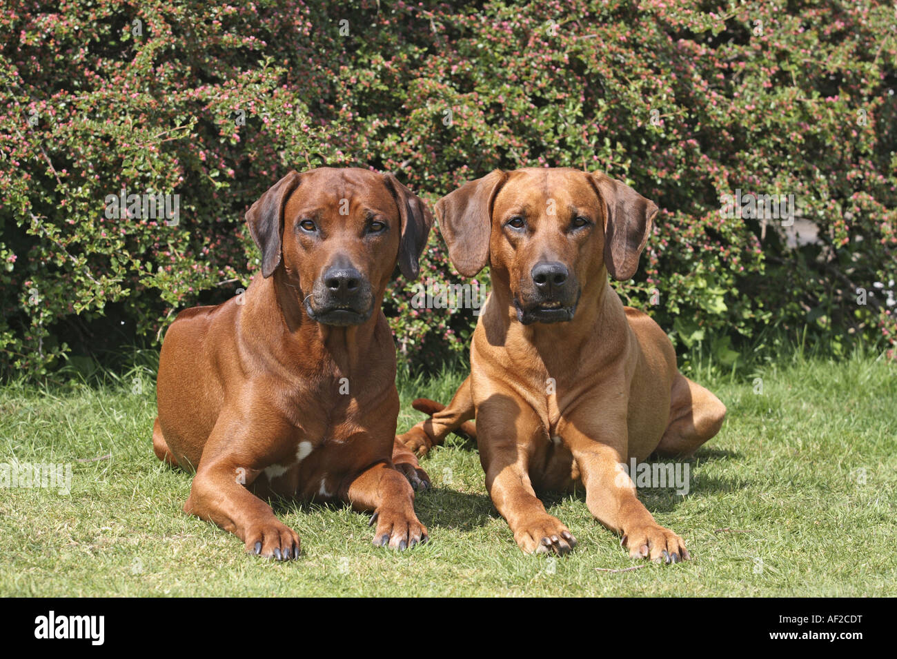 Rhodesian Ridgeback (Canis lupus f. familiaris), two animals lying side ...