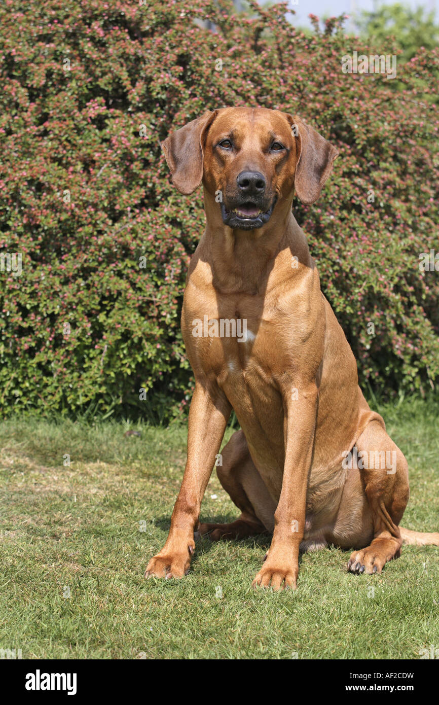 Rhodesian Ridgeback (Canis lupus f. familiaris), sitting single animal ...