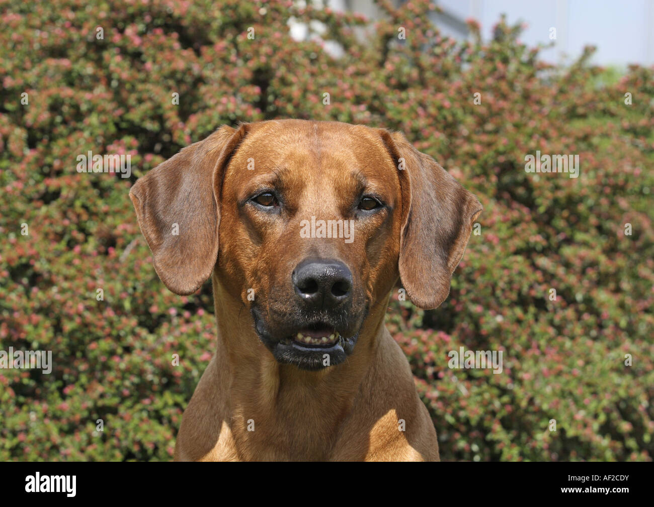 Rhodesian Ridgeback (Canis lupus f. familiaris), portrait of a single ...