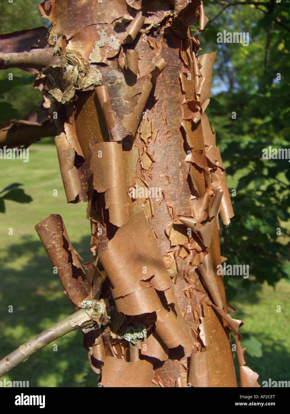 paperbark maple (Acer griseum), trunk and bark Stock Photo - Alamy
