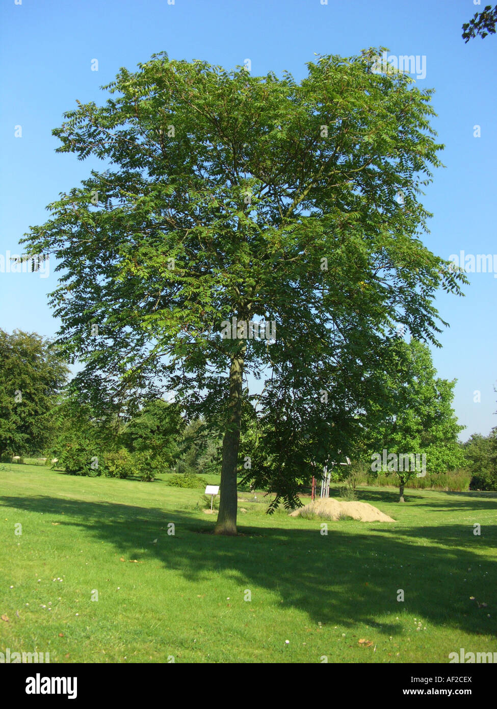 tree of heaven, tree-of-heaven (Ailanthus altissima), single tree in a ...