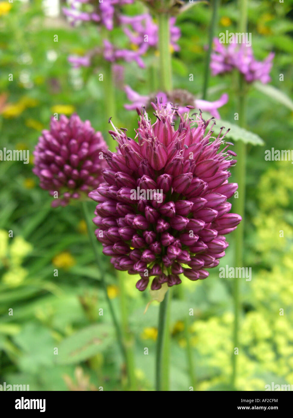 globe garlic, round-headed leek (Allium sphaerocephalon), inflorescence ...