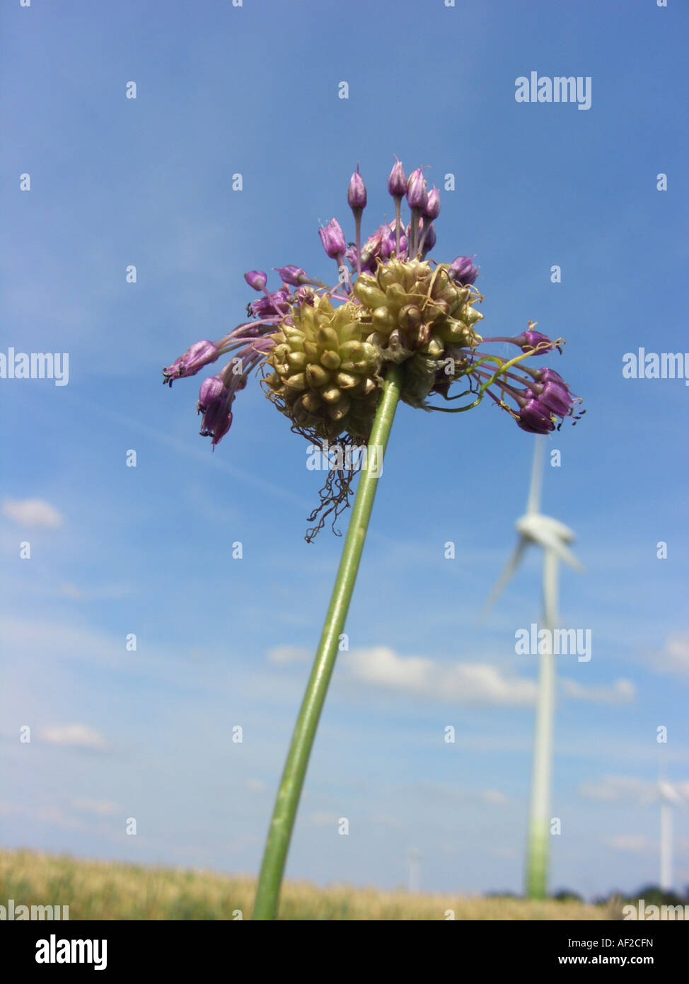 field garlic, crow garlic, wild onion (Allium vineale), blooming with ...