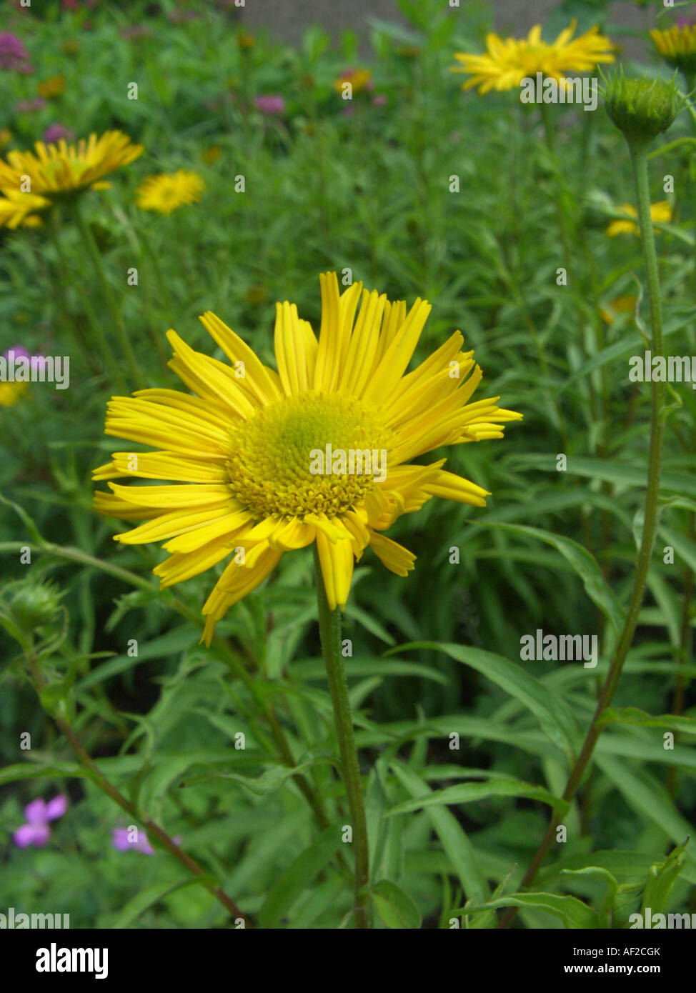 yellow ox-eye (Buphthalmum salicifolium), inflorescence Stock Photo - Alamy