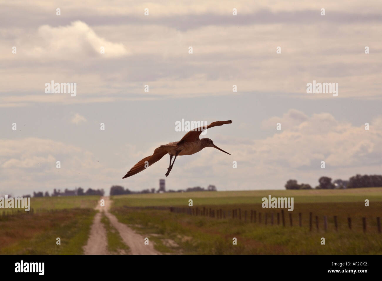 Marbled godwit in flight hi-res stock photography and images - Alamy