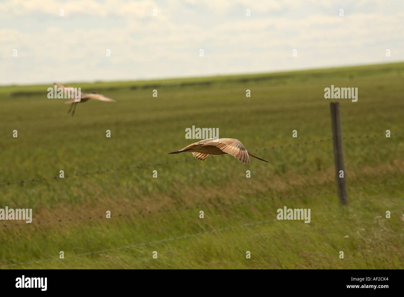 Marbled godwit in flight hi-res stock photography and images - Alamy