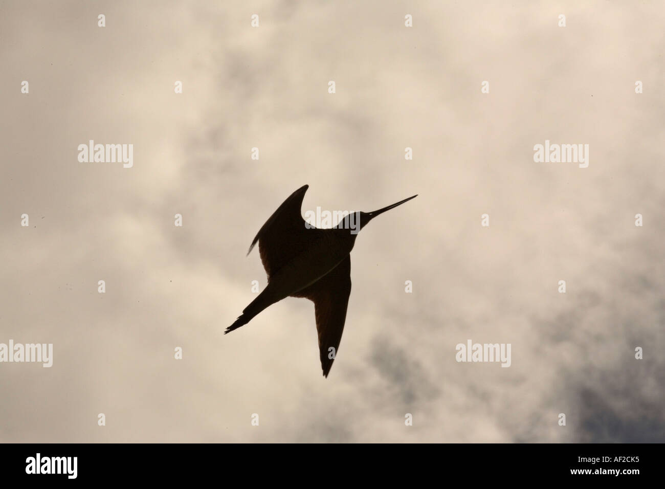Marbled godwit in flight hi-res stock photography and images - Alamy