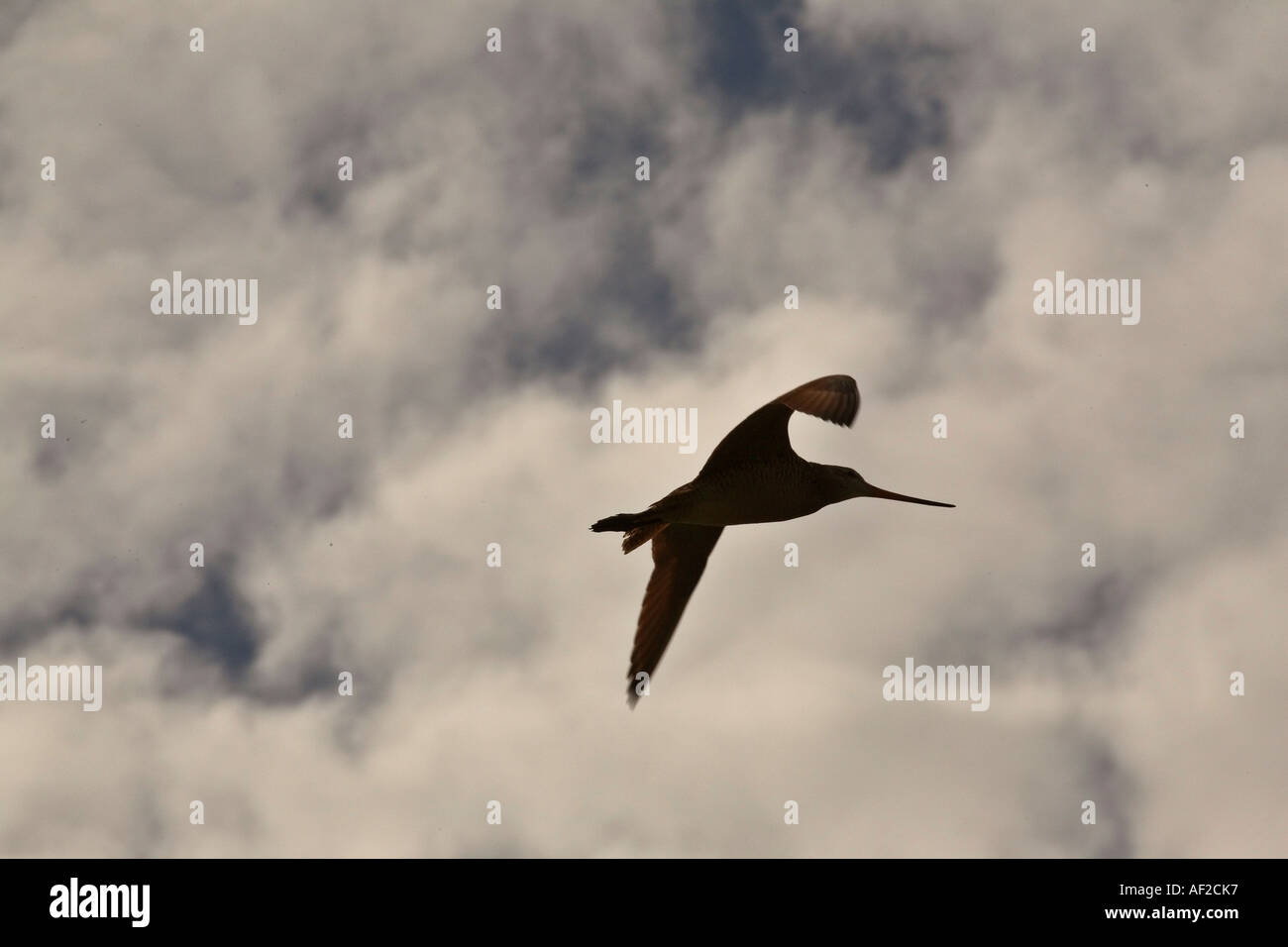 Marbled Godwit in flight in scenic Saskatchewan Canada Stock Photo - Alamy