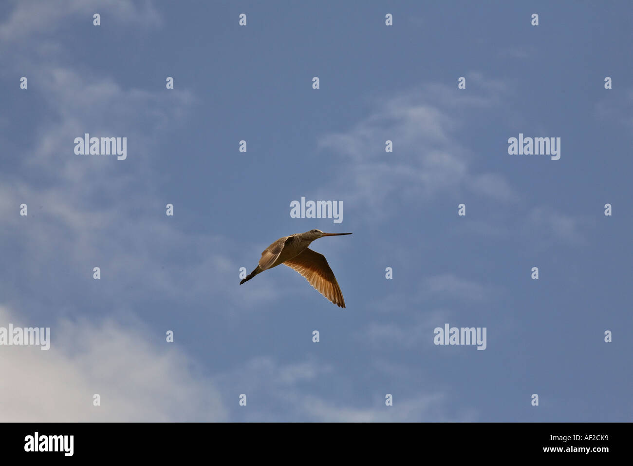 Marbled godwit in flight hi-res stock photography and images - Alamy