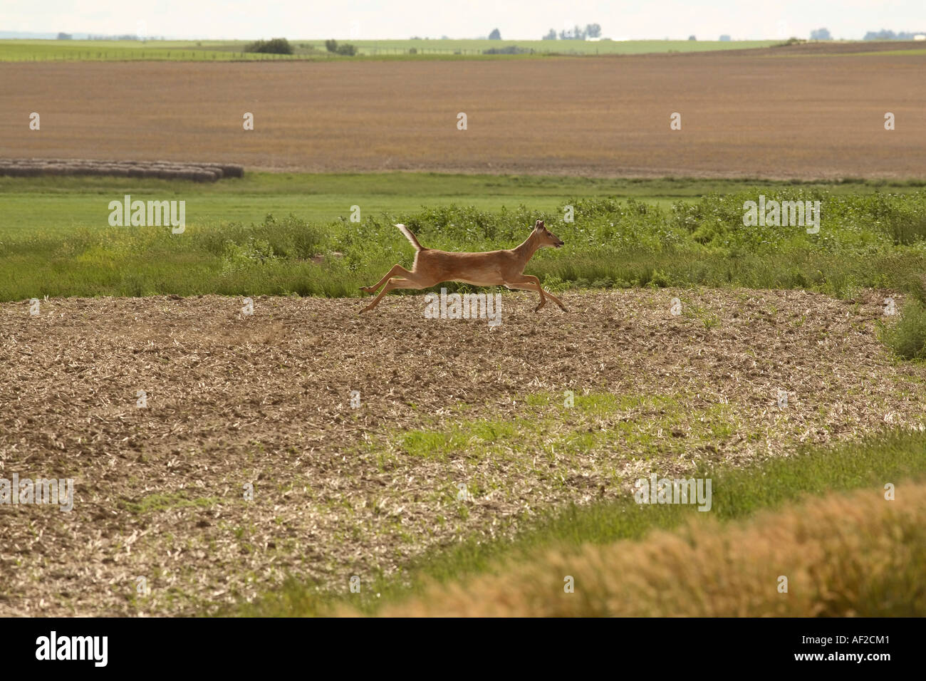 A leaping White-tailed Deer doe in scenic Saskatchewan Canada Stock ...