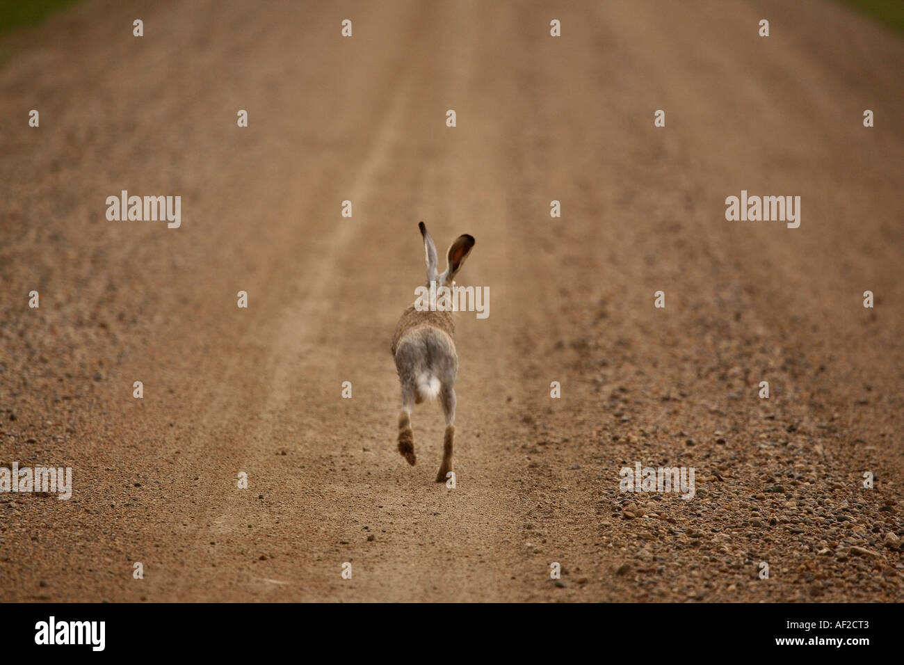 White-tailed Jackrabbit running along a country road in scenic ...