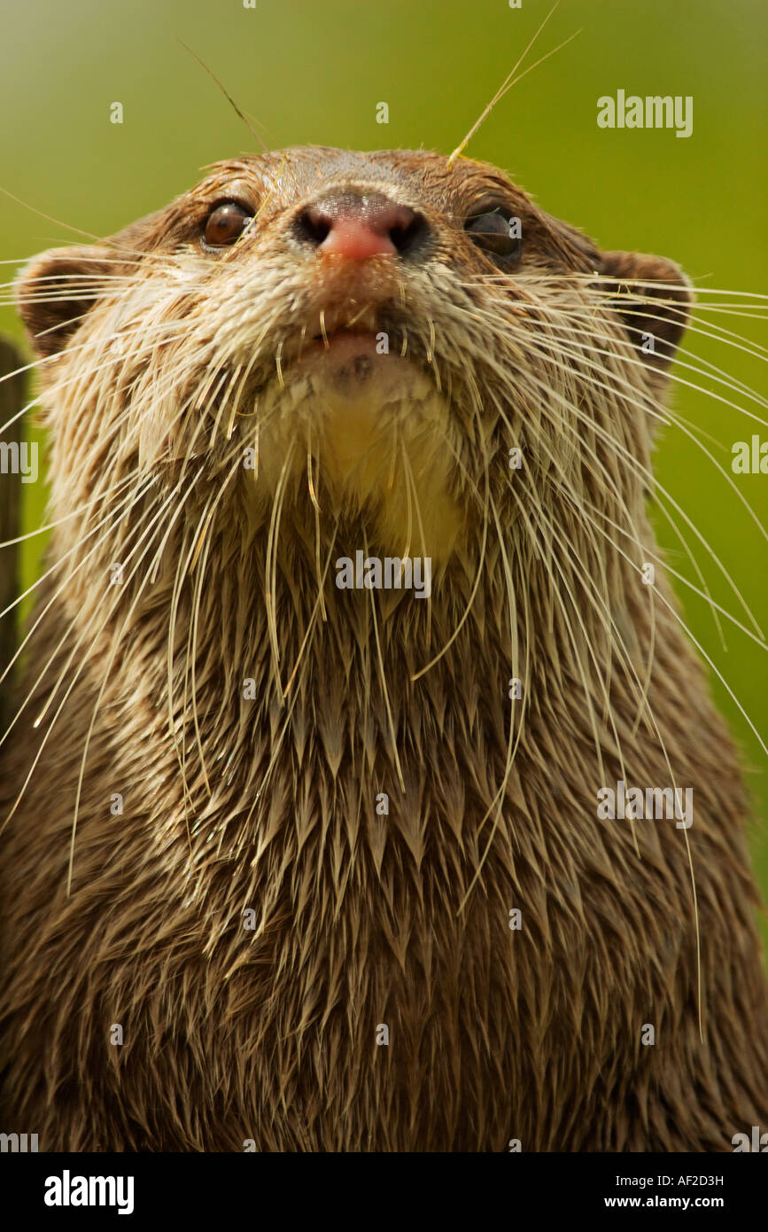 Mammal otter european hi-res stock photography and images - Alamy