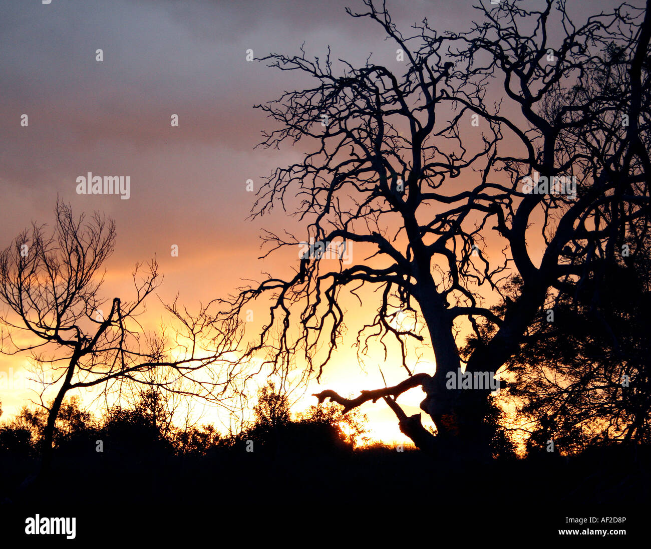Gnarly trees in a sunset Stock Photo - Alamy
