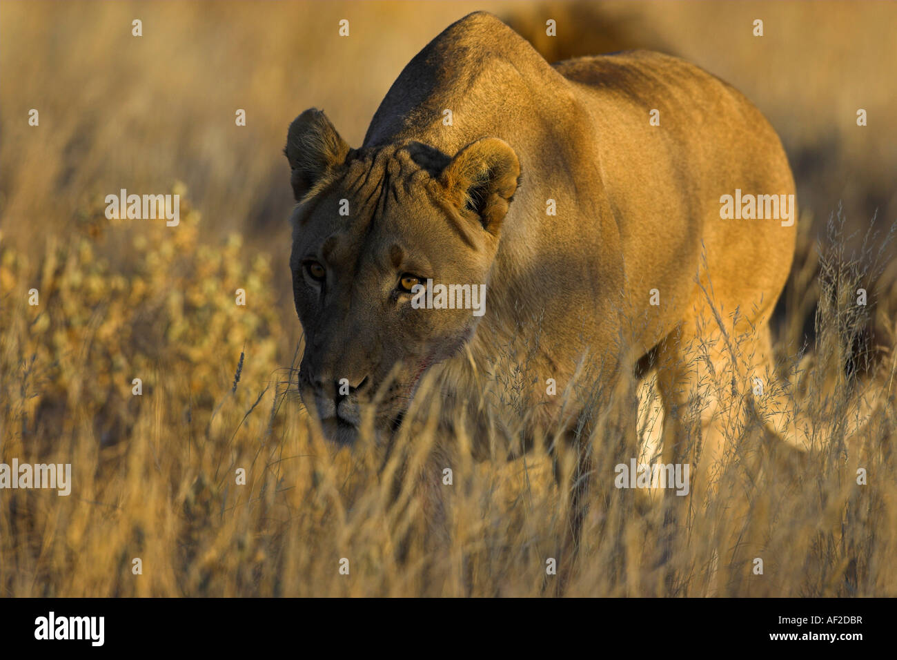 Lioness Panthera leo stalking in evening light Namibia Stock Photo - Alamy