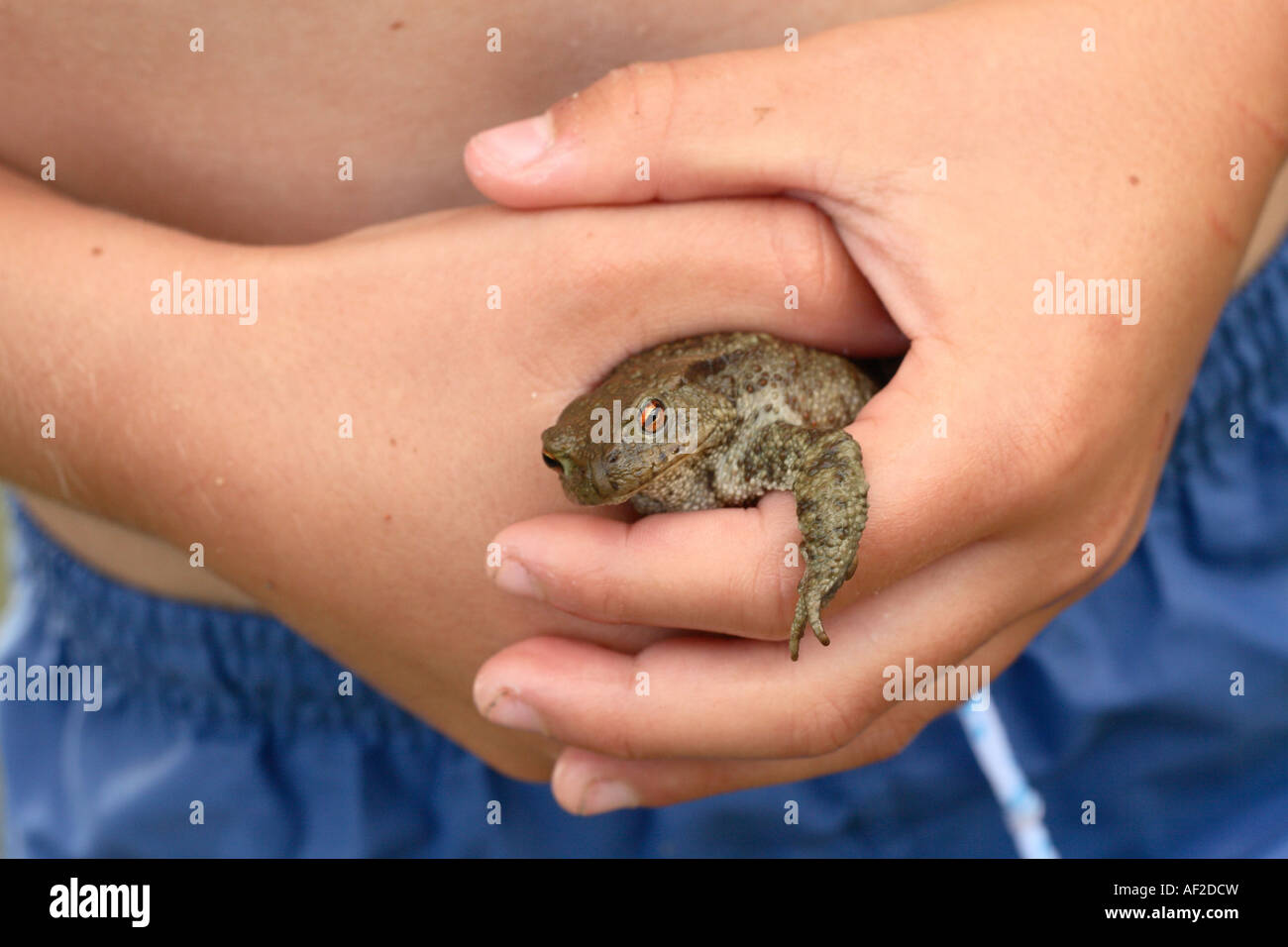 Common toad in the hands hi-res stock photography and images - Alamy