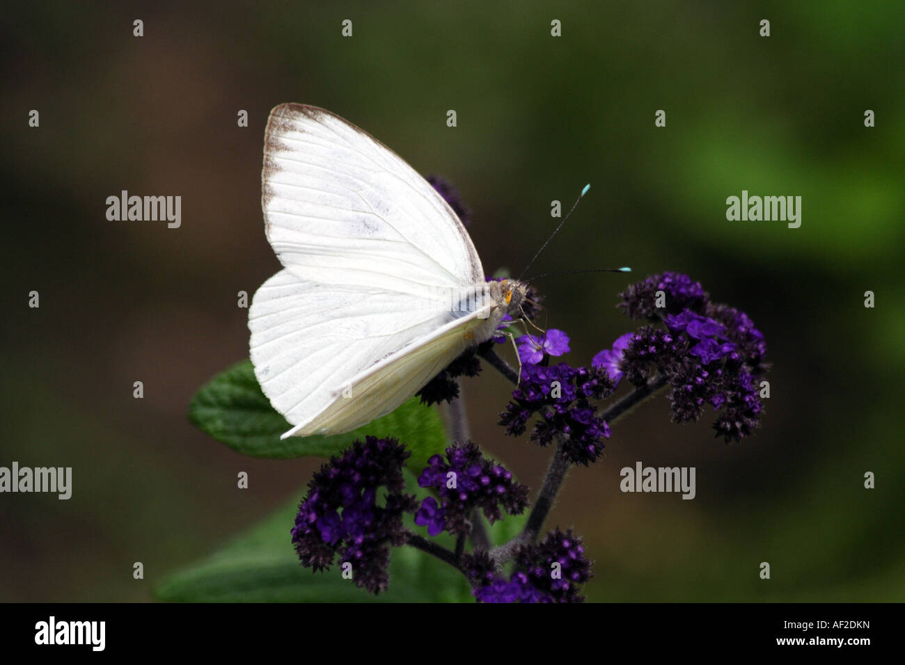 Great Southern White (Ascia monuste) butterfly Stock Photo - Alamy