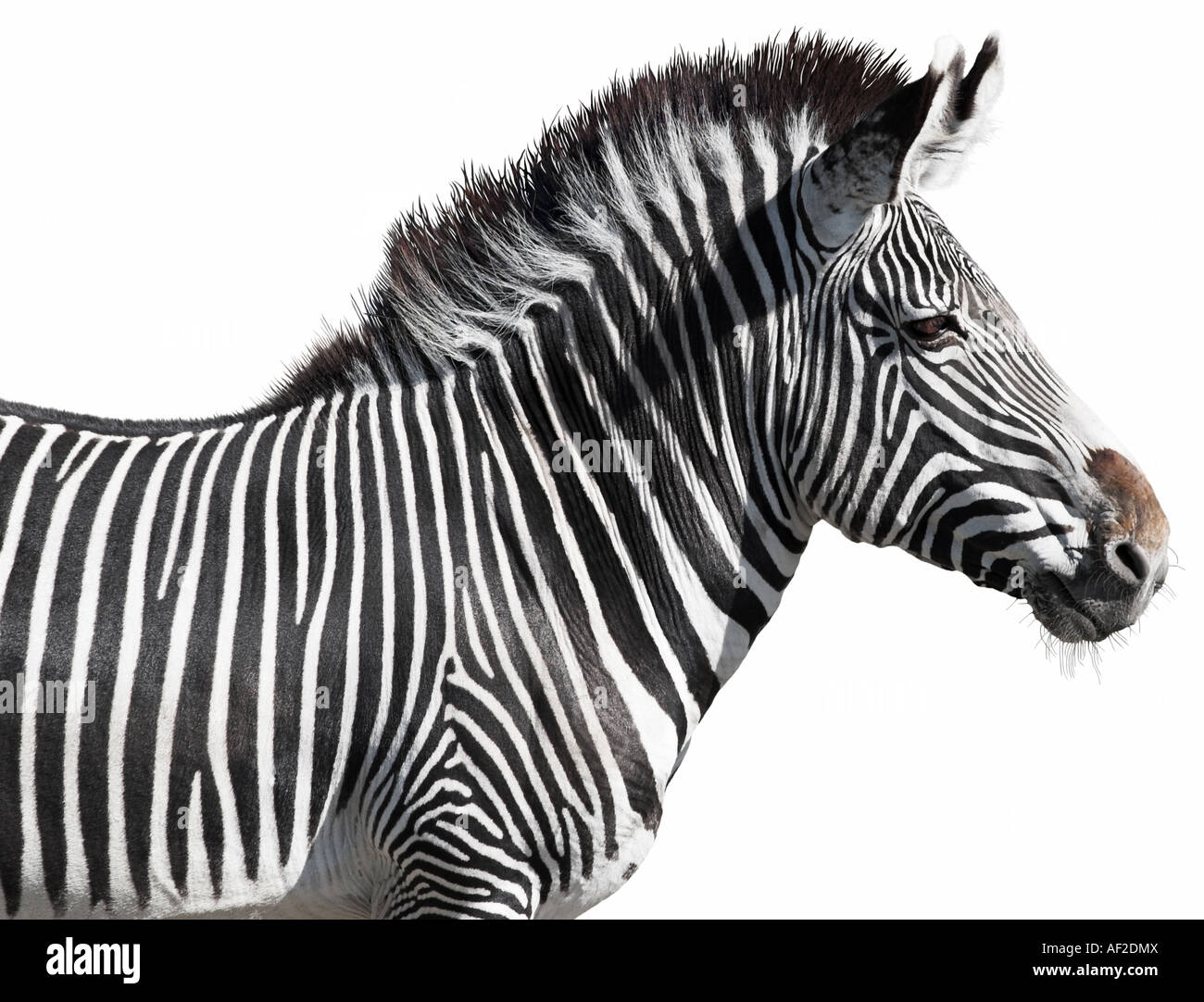 Zebra photograph hi-res stock photography and images - Alamy