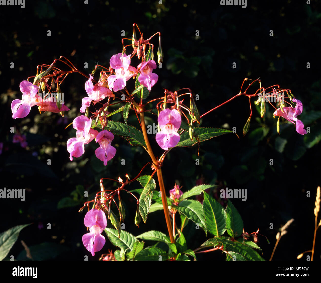 himalayan or indian balsam Impatiens glandulifera Royle wye valley ...