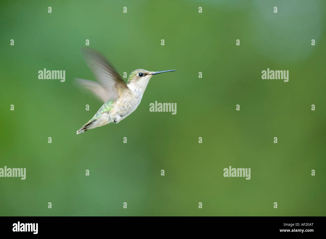 Ruby Throated Hummingbird flying Stock Photo - Alamy