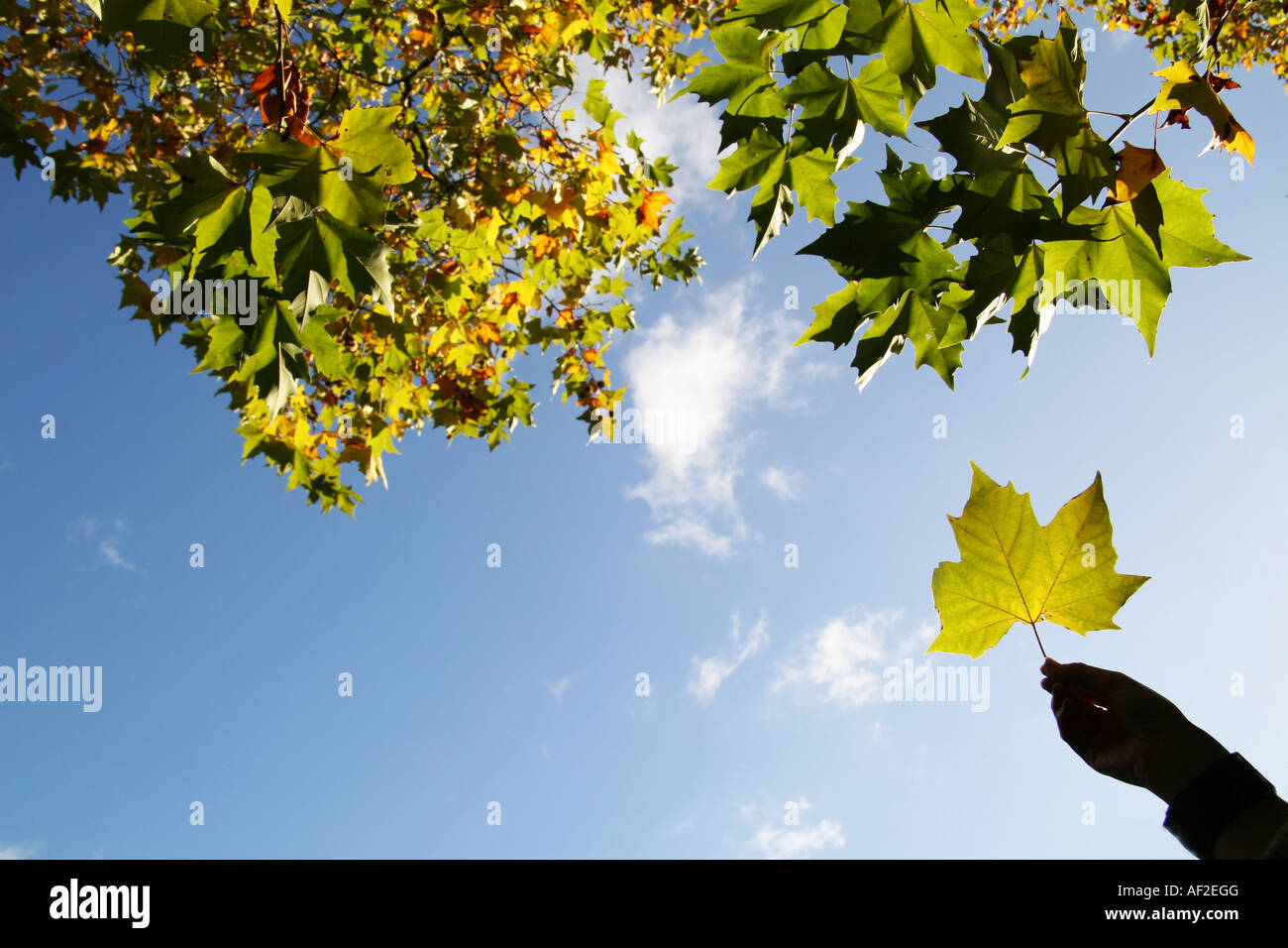 a hand holding up a fallen leaf Stock Photo - Alamy