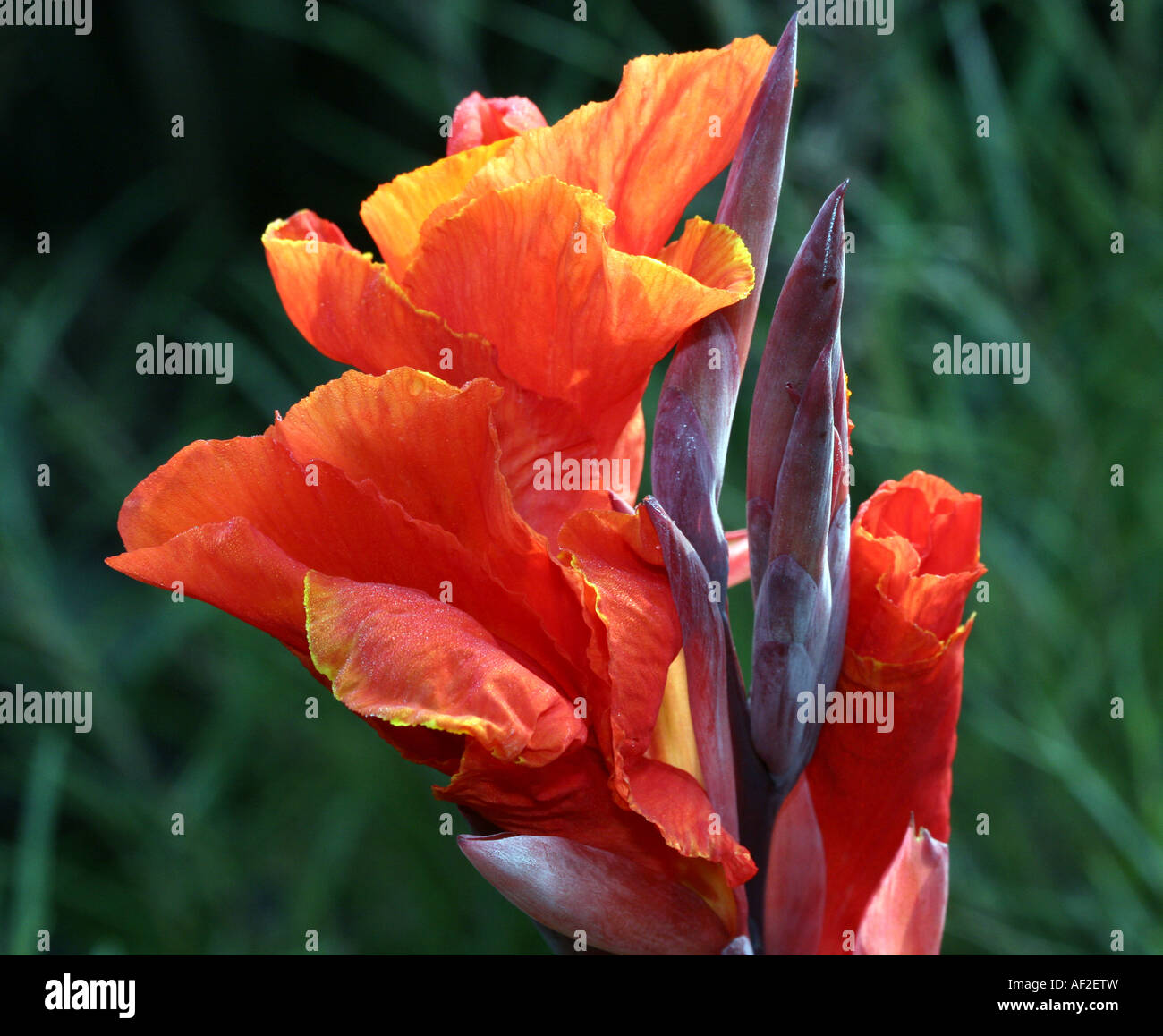An orange canna lily Stock Photo - Alamy