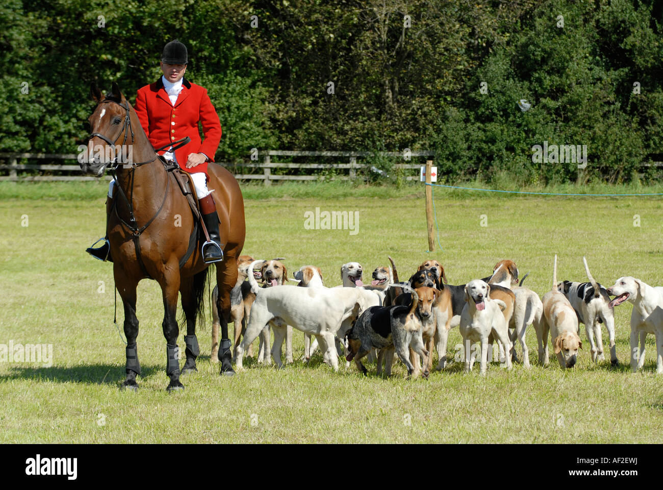 Huntsman with hounds Stock Photo - Alamy