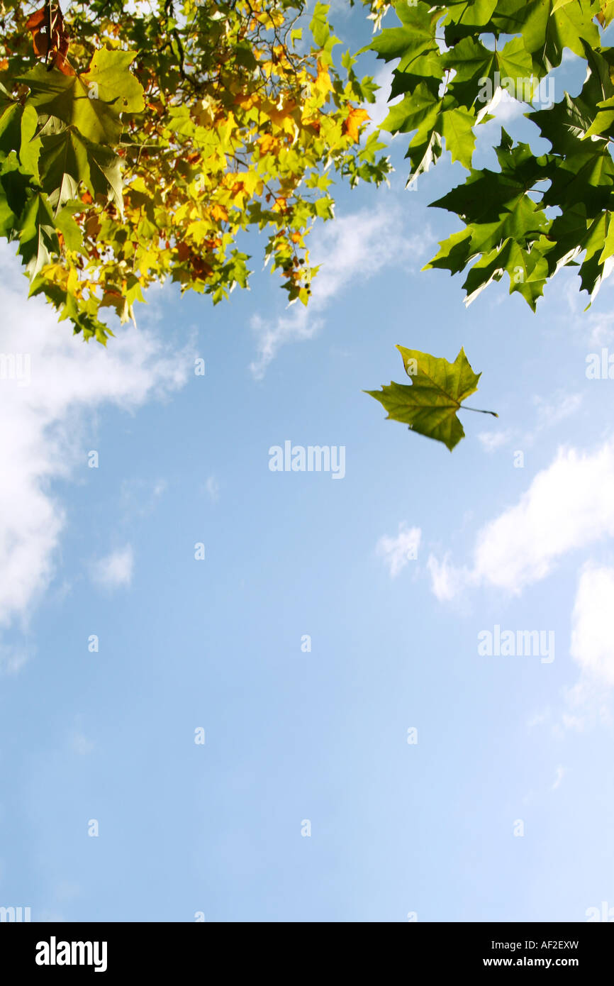 Leaves falling from tree hi-res stock photography and images - Alamy
