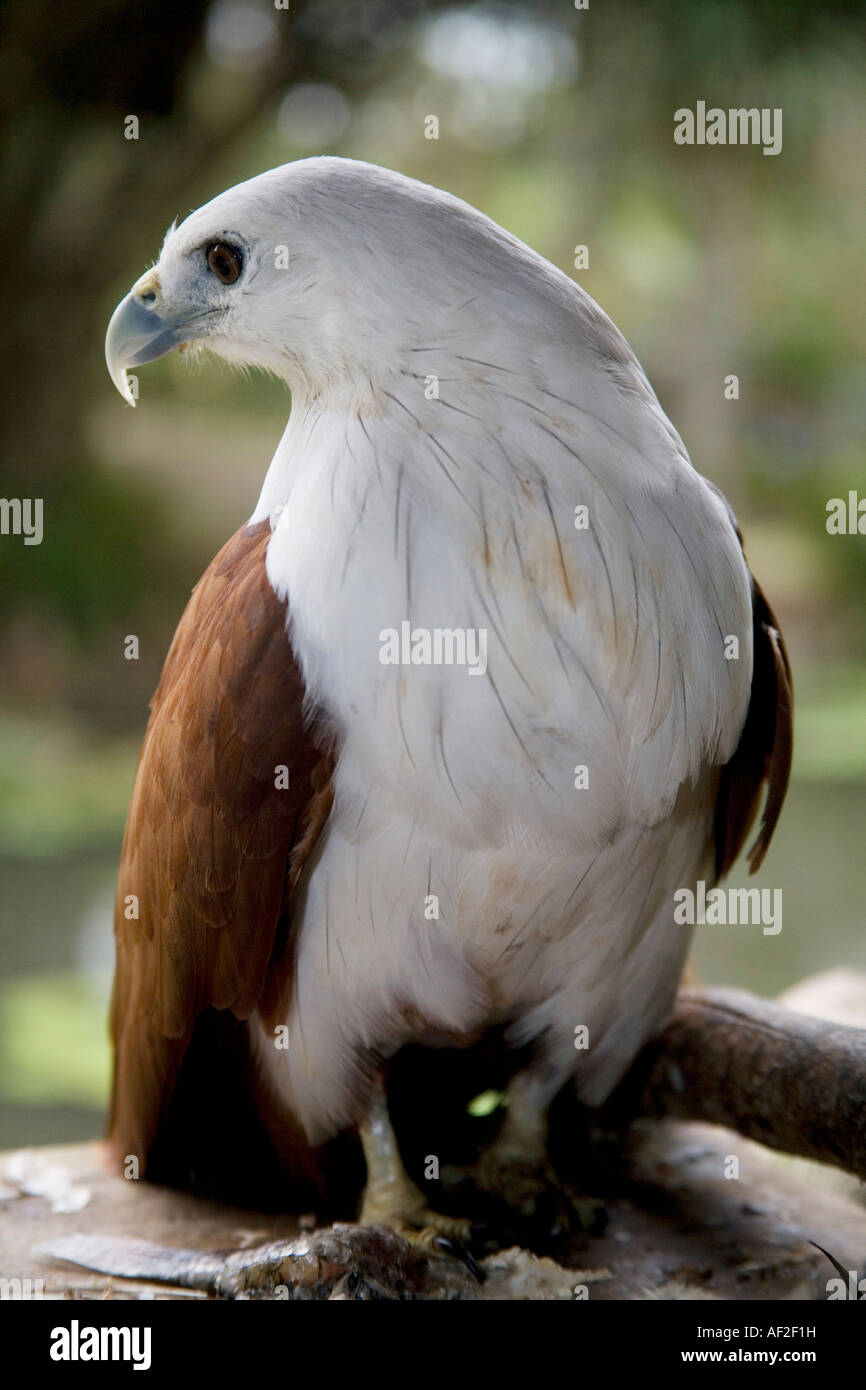 Lawin perch on branch Philippine Eagle Center Calinan Davao Philippines ...
