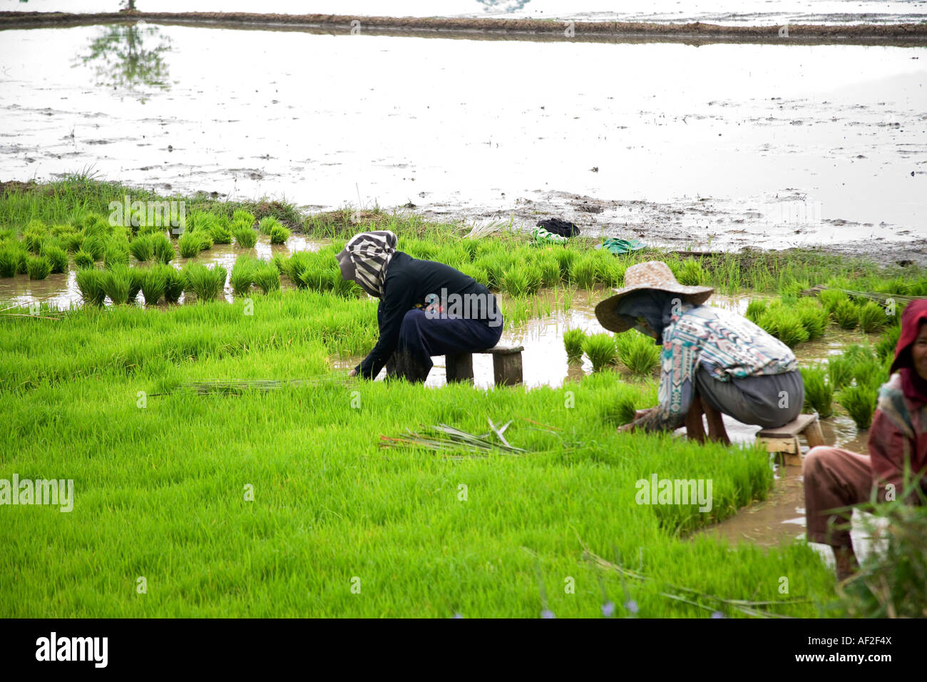 Farmers preparing rice seedlings for actual planting in the rice field ...