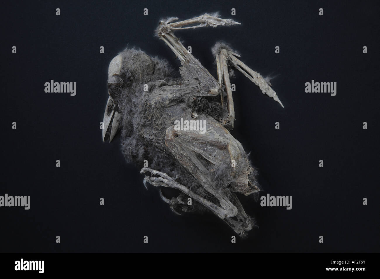 Dead bird hi-res stock photography and images - Alamy