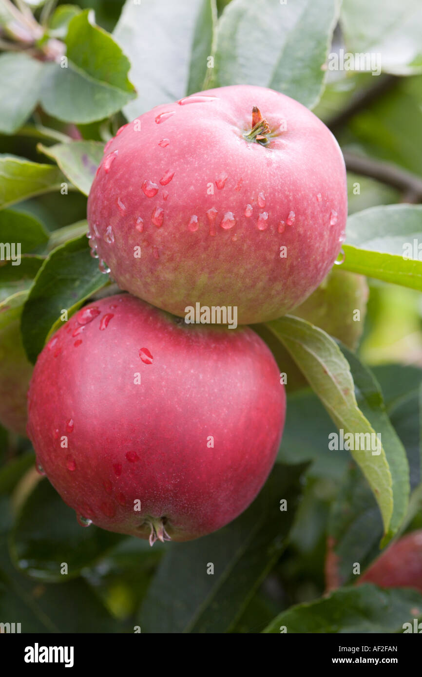 Tydeman’s early worcester hi-res stock photography and images - Alamy