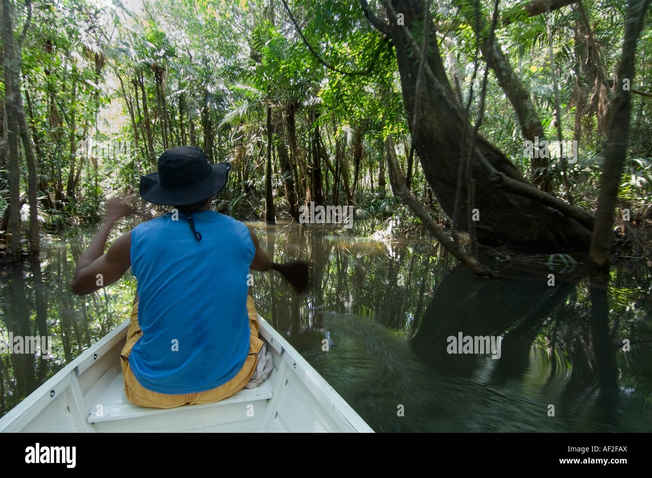 Flooded varzea forest hi-res stock photography and images - Alamy