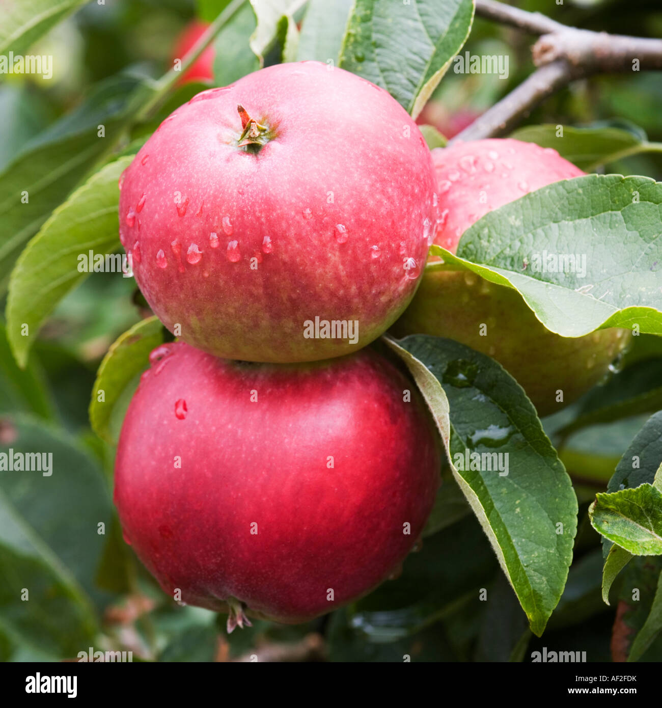 Tydeman’s early worcester hi-res stock photography and images - Alamy