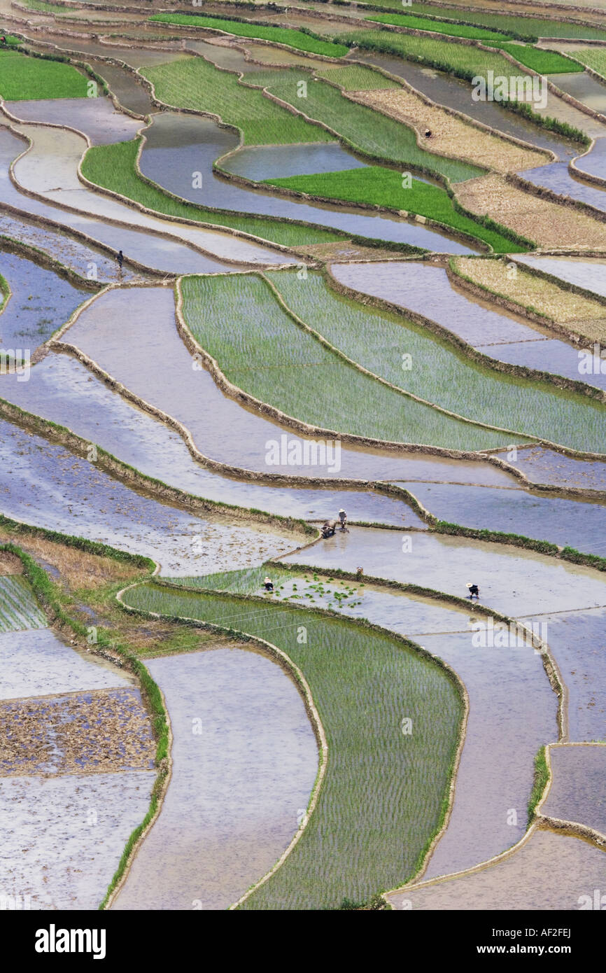 Yangtze river, farmer rice hi-res stock photography and images - Alamy
