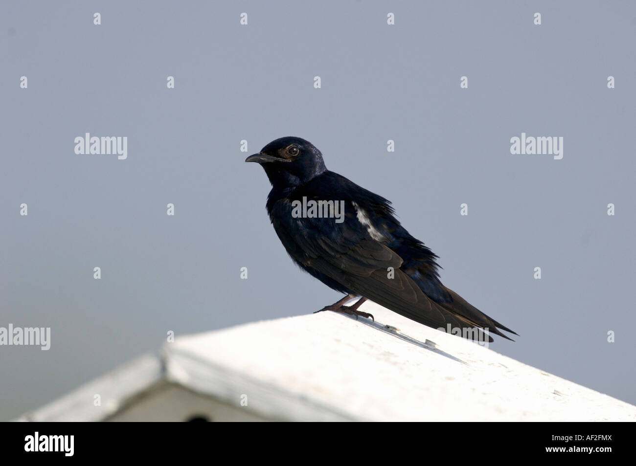 Male Purple Martin (Progne subis) on nesting box Wakodahatchee Wetlands ...