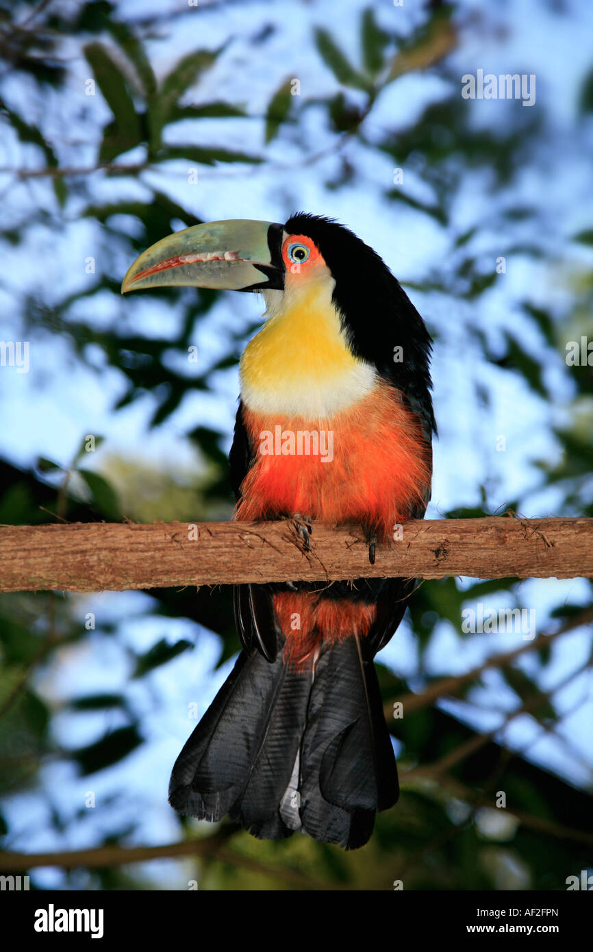 One of the most beautiful birds in brazil hi-res stock photography and ...