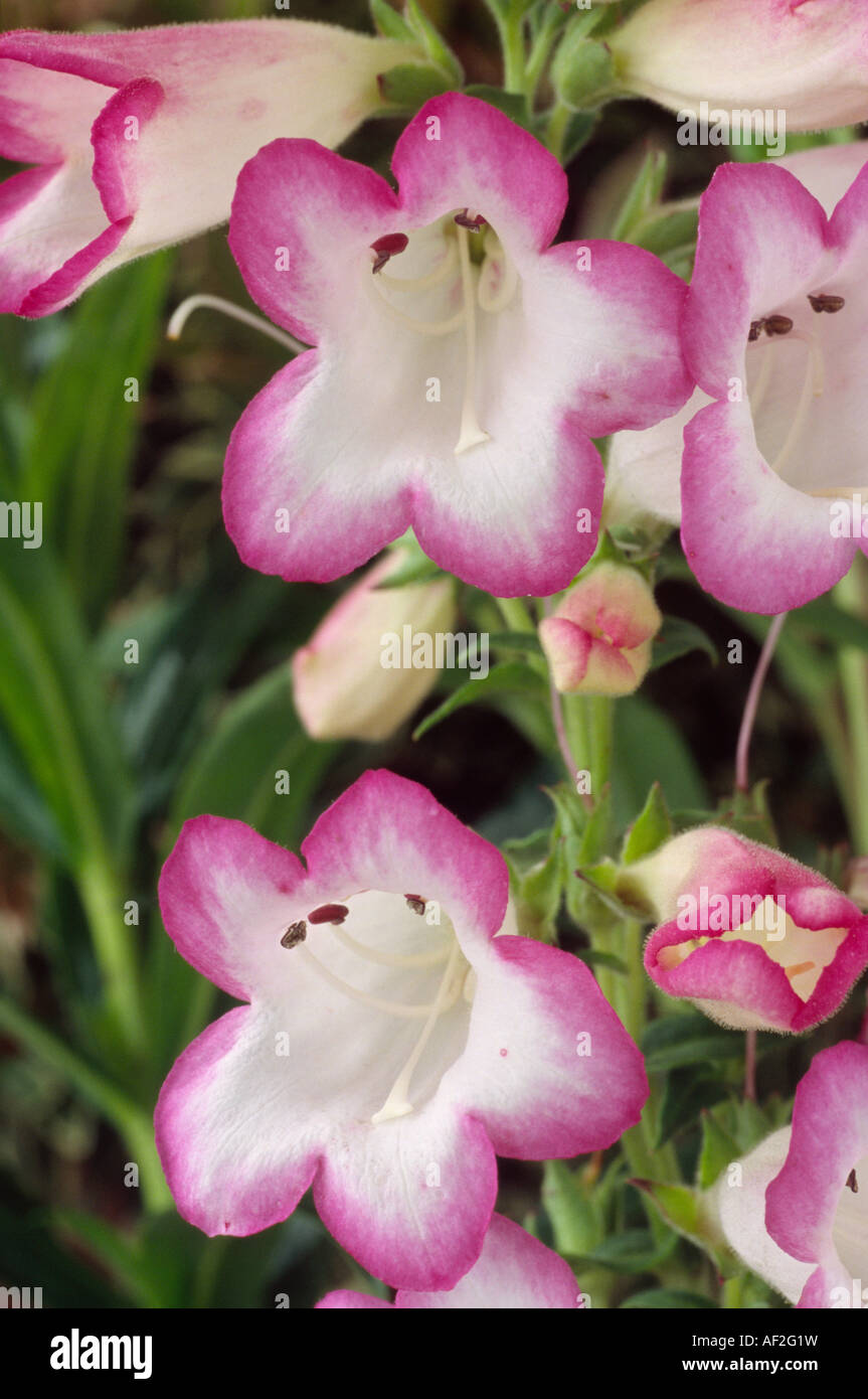 Penstemon 'Laura' (Beard tongue) Close up of two pink and white tubular ...