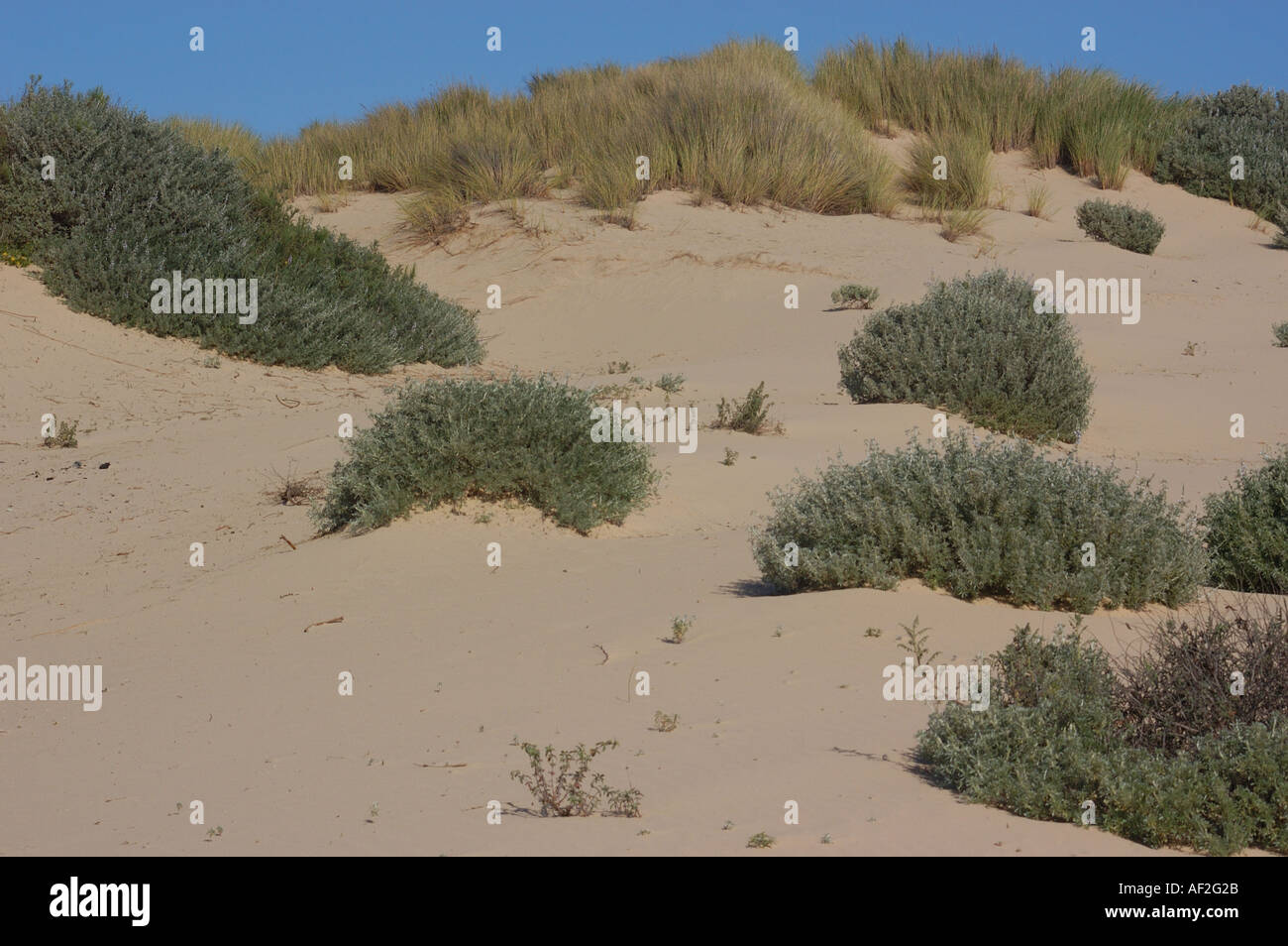 Oceano Sand Dunes Stock Photo - Alamy