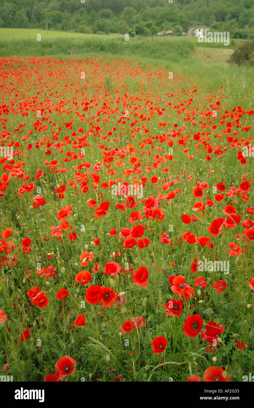 Wild poppies in a field Stock Photo - Alamy