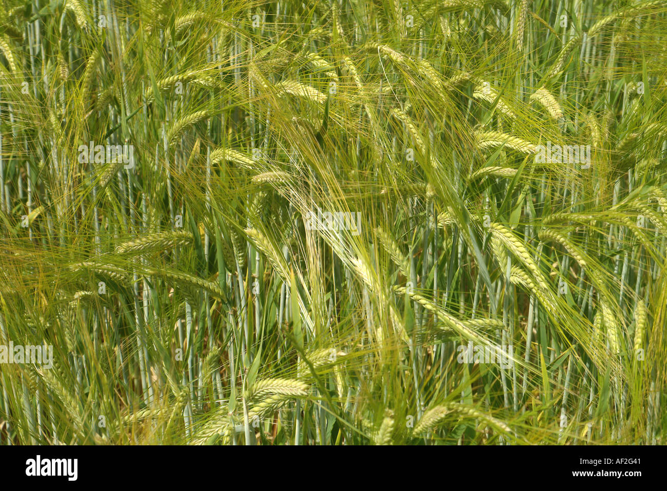 Durum wheat heads hi-res stock photography and images - Alamy