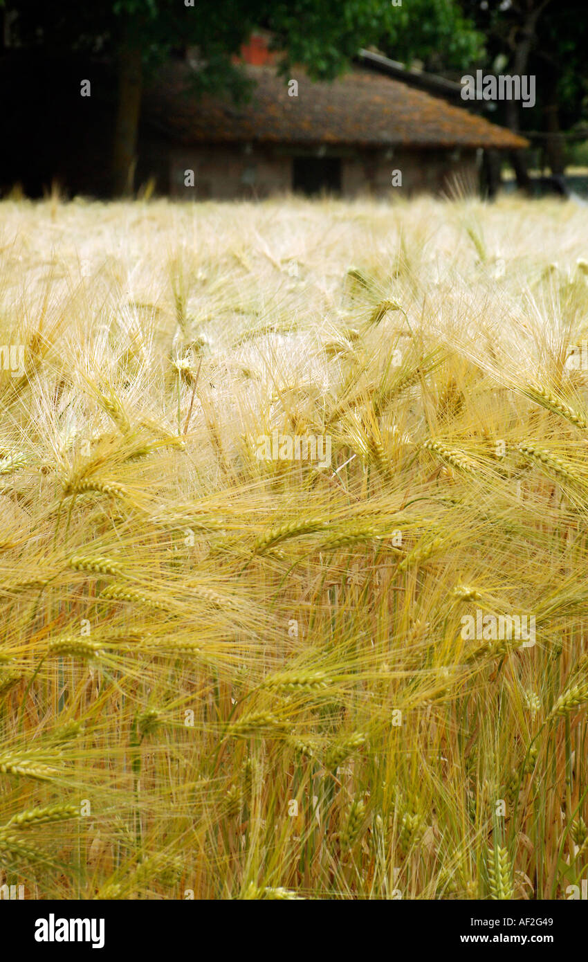 Durum house hi-res stock photography and images - Alamy
