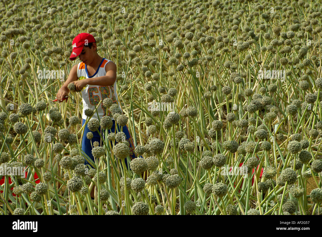 Onion seed pickers Stock Photo - Alamy