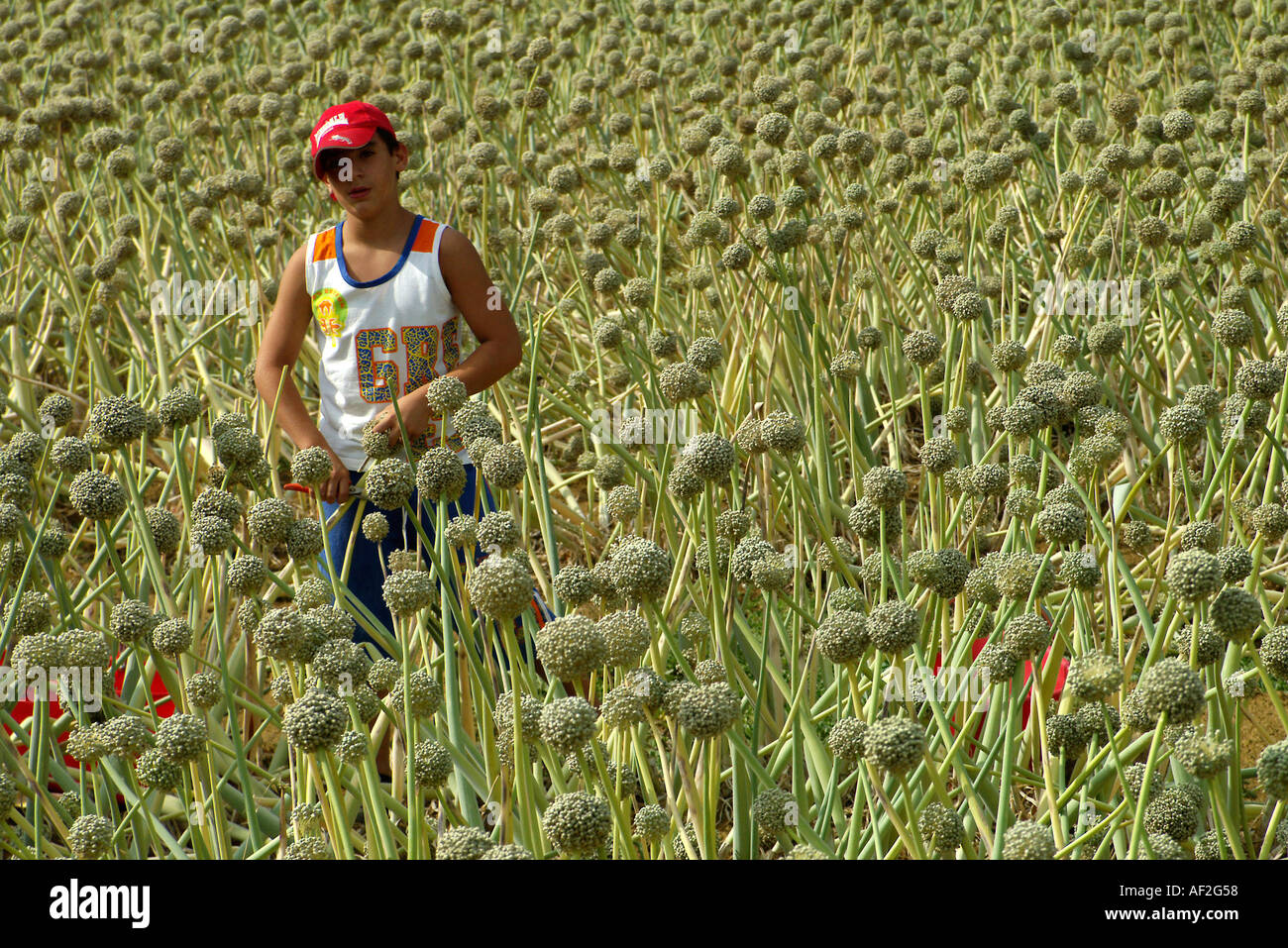Agriculture farm labour pickers hi-res stock photography and images - Alamy