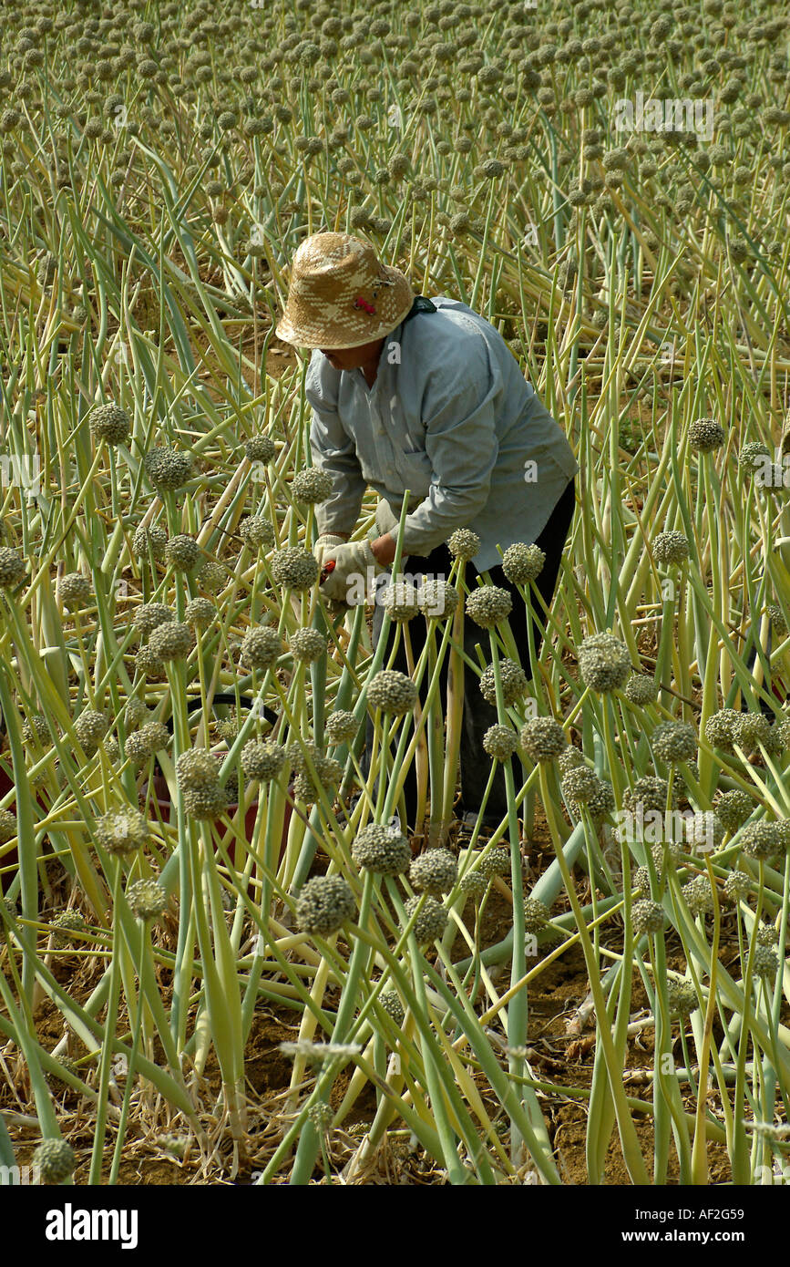 Onion seed picker Stock Photo - Alamy