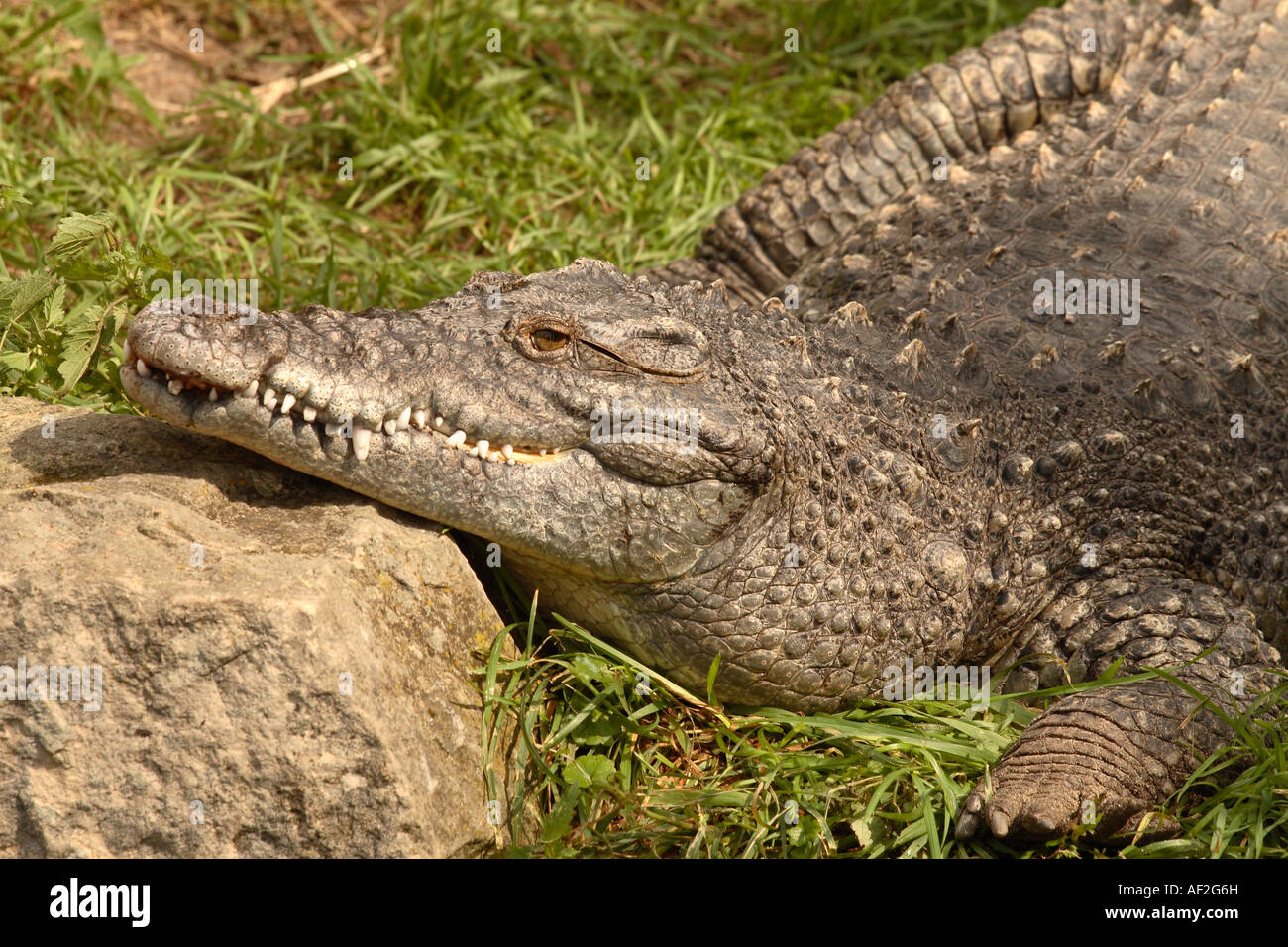 Cuban Crocodile Crocodylus rhombifer in captivity Stock Photo - Alamy